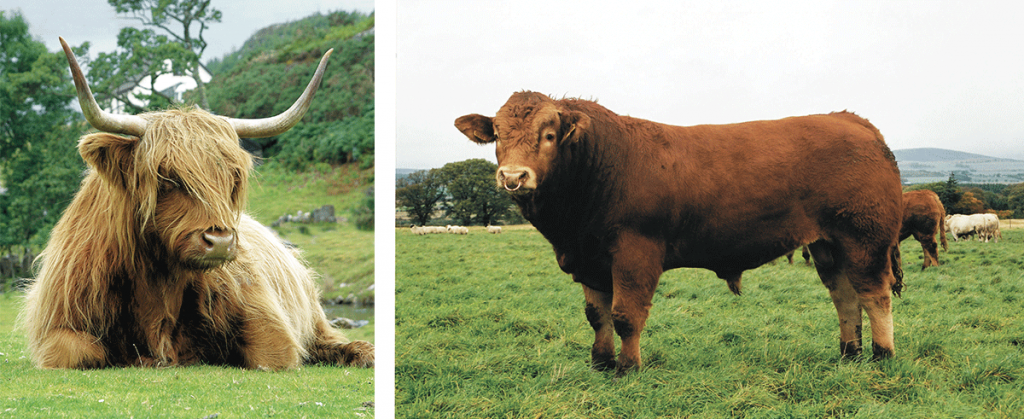 Färse, Jungbulle, Ochse – wie unterscheidet sich das Fleisch ...